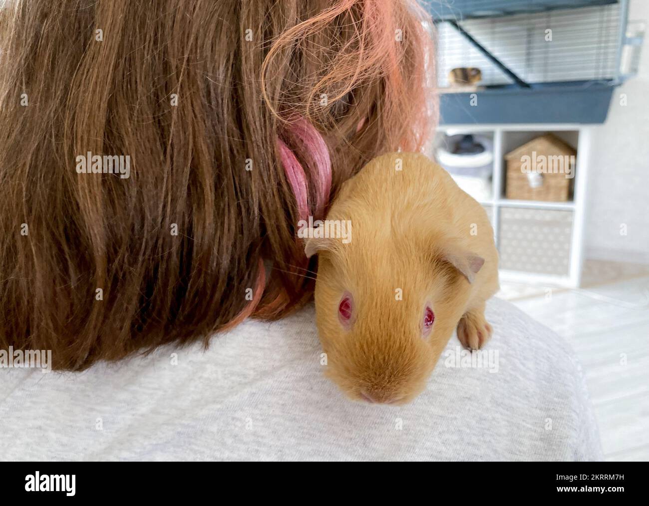 Orange guinea pig with red eyes sits on the shoulder of teen girl - his ...