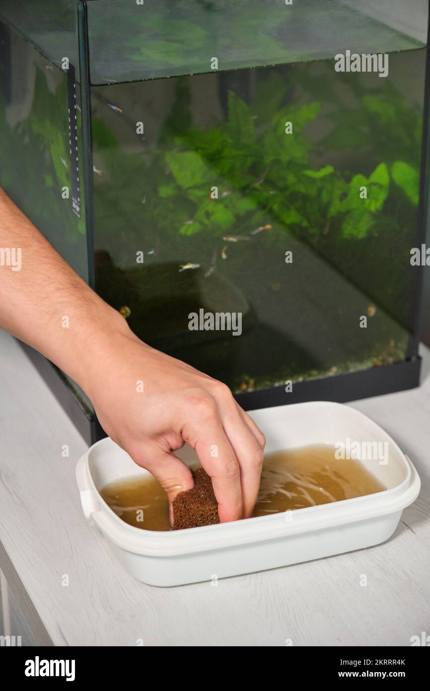 Close up of a hand rinsing the foam of a fish tank filter to clean it ...