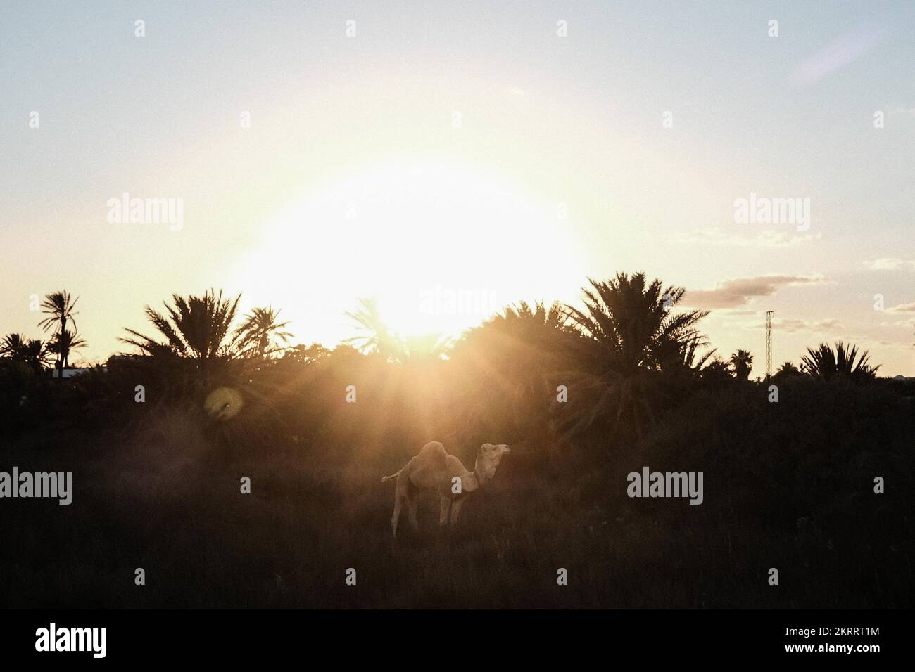 Camel tethered on a field filled with rubbish between a four-star hotel ...