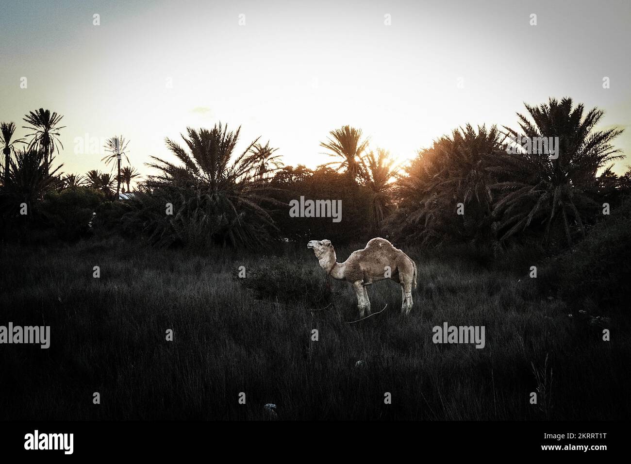 Camel tethered on a field filled with rubbish between a four-star hotel ...