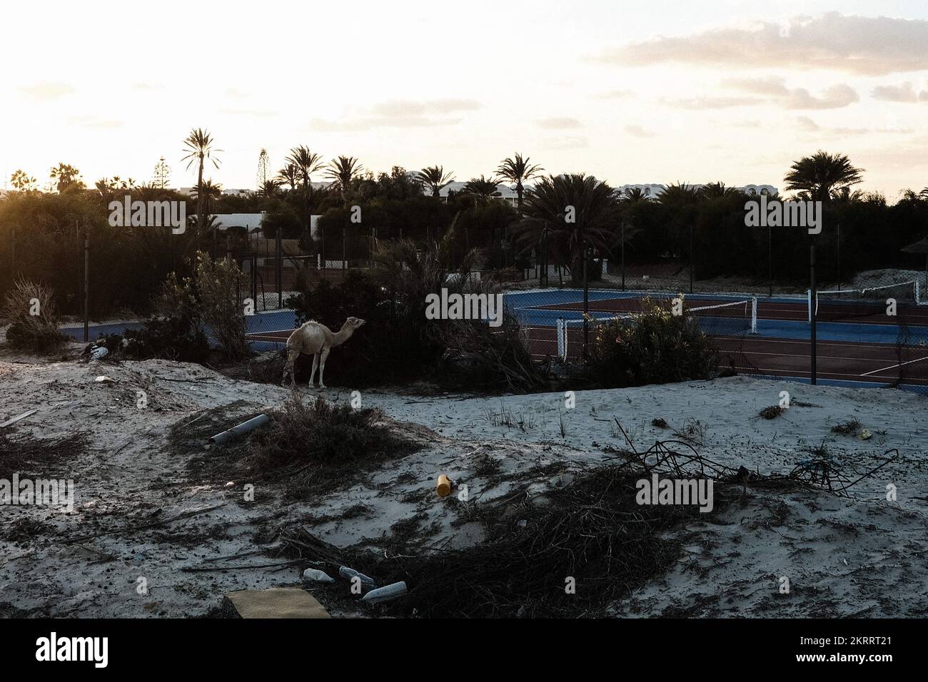 Camel tethered on a field filled with rubbish between a four-star hotel ...