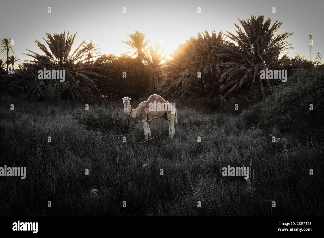 Camel tethered on a field filled with rubbish between a four-star hotel ...