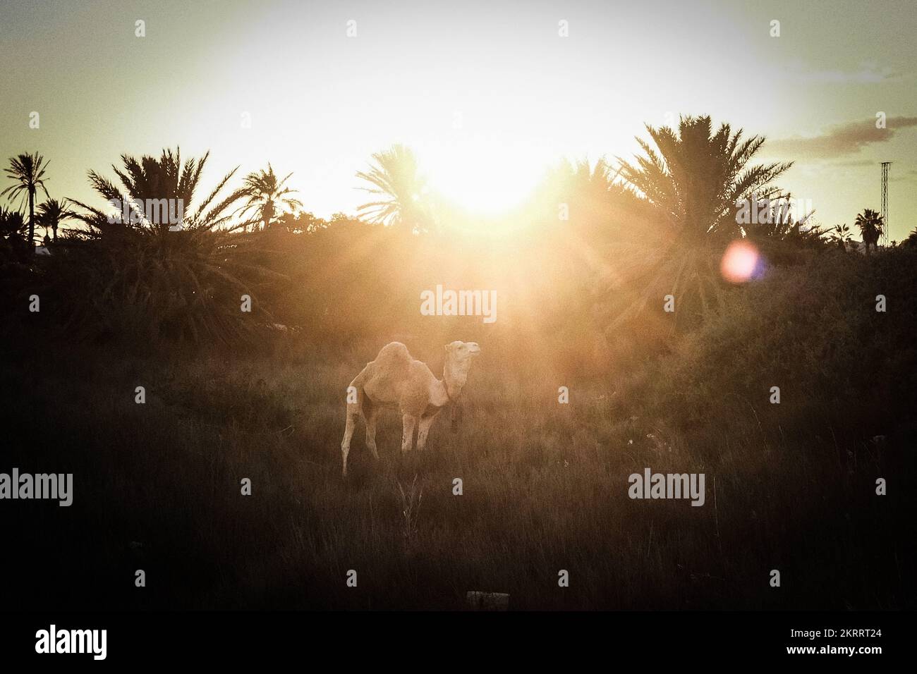 Camel tethered on a field filled with rubbish between a four-star hotel ...