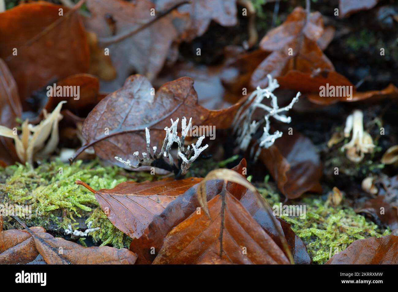 Farnham Common, UK. 28th November, 2022. Xylaria hypoxylon, Candlesnuff ...