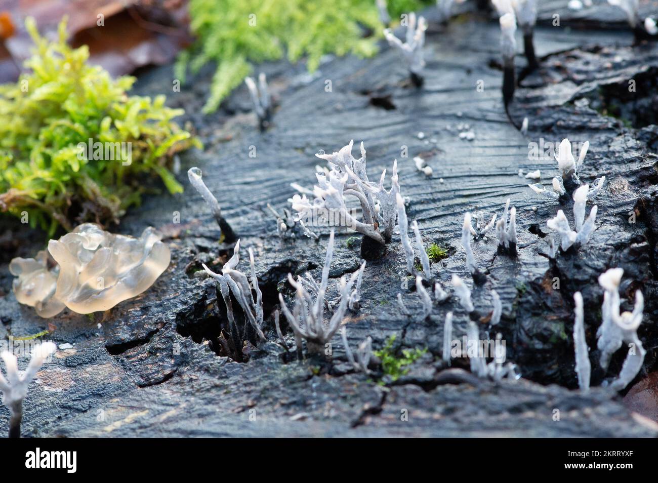 Fungus stock images hi-res stock photography and images - Alamy