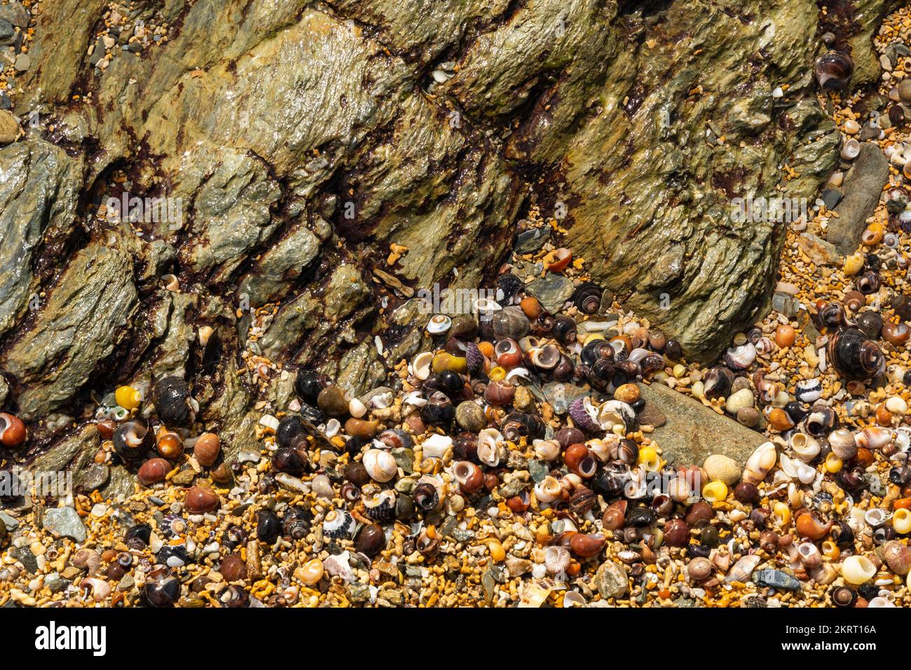 Seashell on glistening rock hi-res stock photography and images - Alamy
