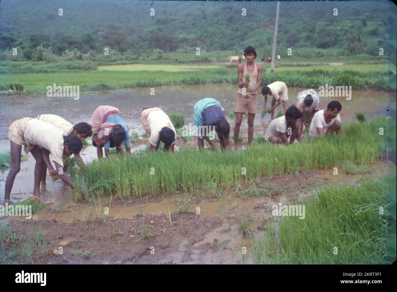 Oryza sativa, commonly known as Asian rice or indica rice, is the plant ...