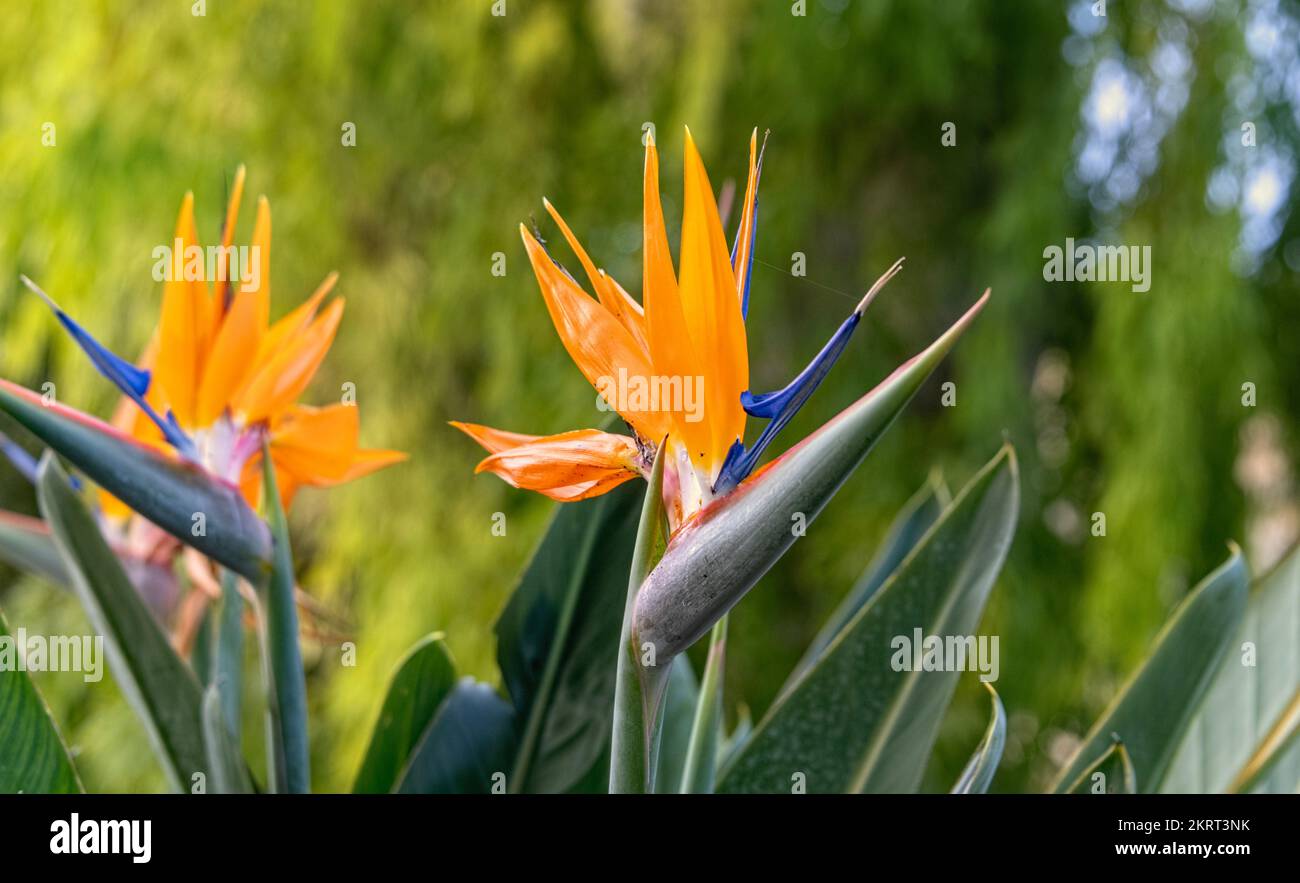 Bird of Paradise flower Strelitzia reginae (also known as Crane flowers ...