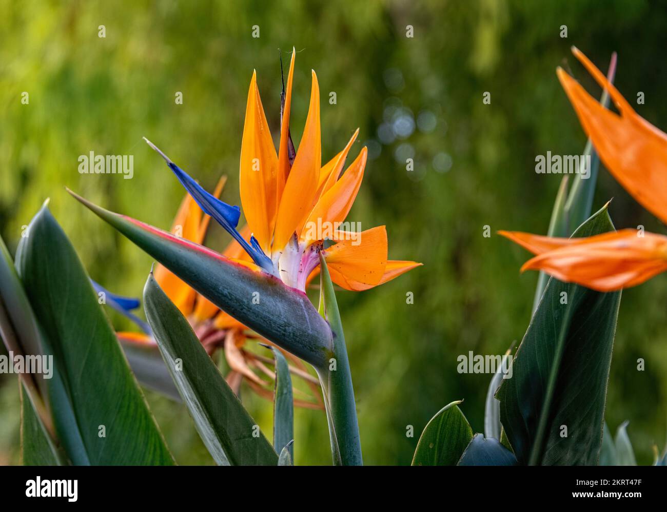 Bird of Paradise flower Strelitzia reginae (also known as Crane flowers ...