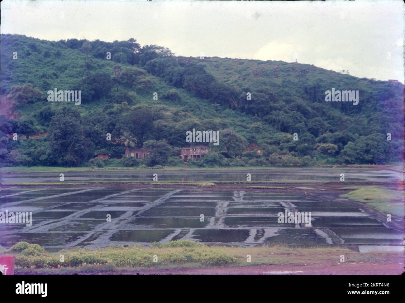 Oryza sativa, commonly known as Asian rice or indica rice, is the plant ...