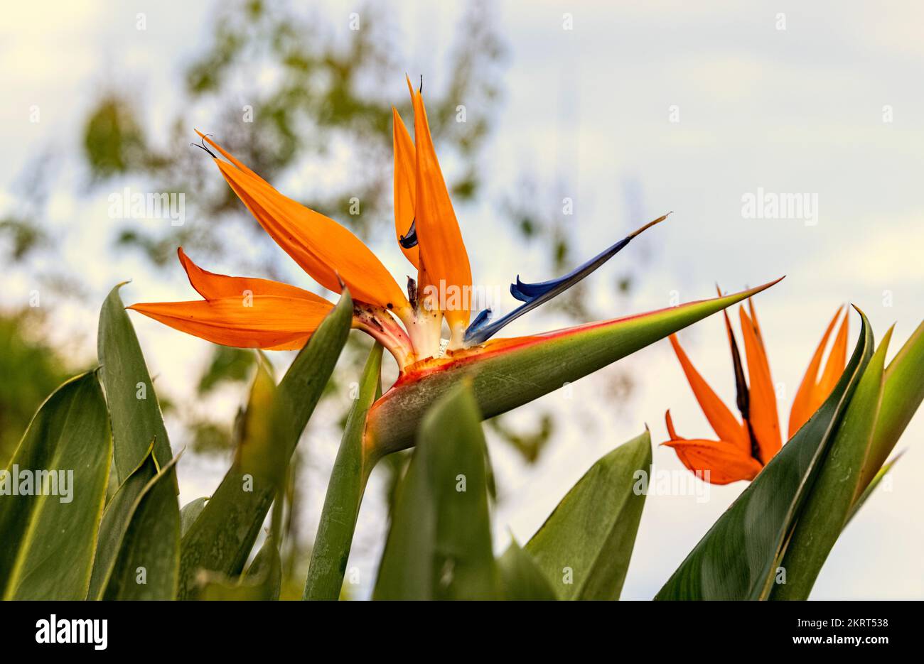 Bird of Paradise flower Strelitzia reginae (also known as Crane flowers ...