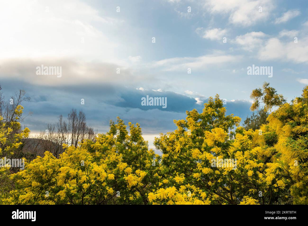 Minosa flowers hi-res stock photography and images - Alamy