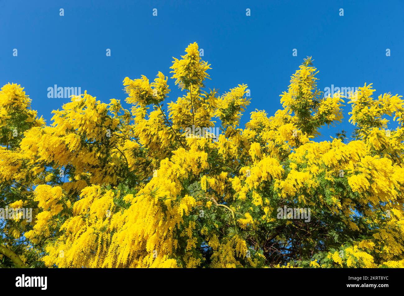 Minosa flowers hi-res stock photography and images - Alamy