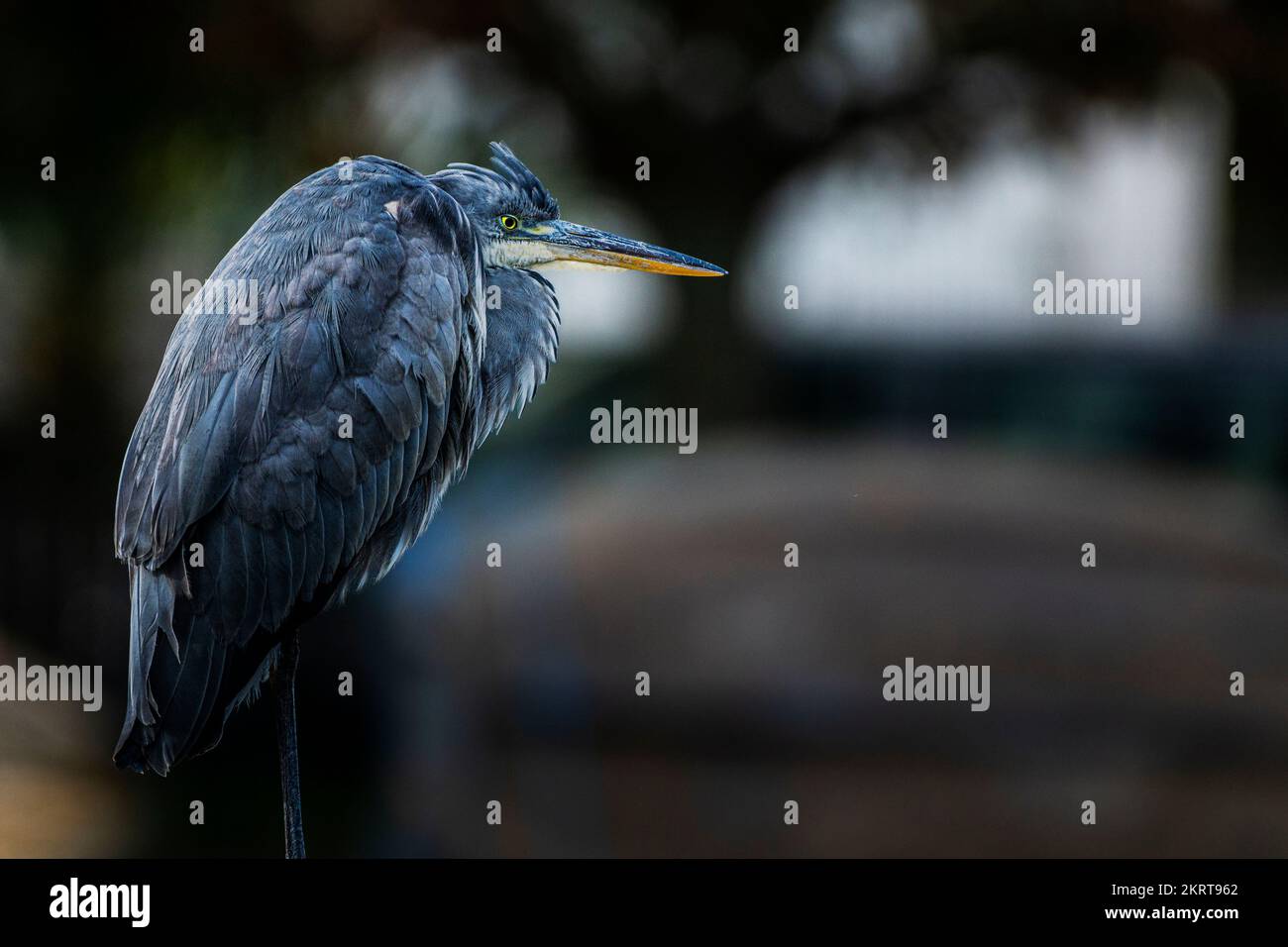 An immature Grey Heron, Ardea cinerea perched in Trenance Boating Lake ...