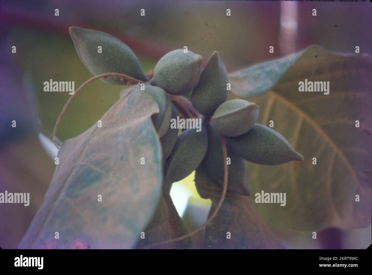 The almond is a species of tree native to Iran and surrounding ...