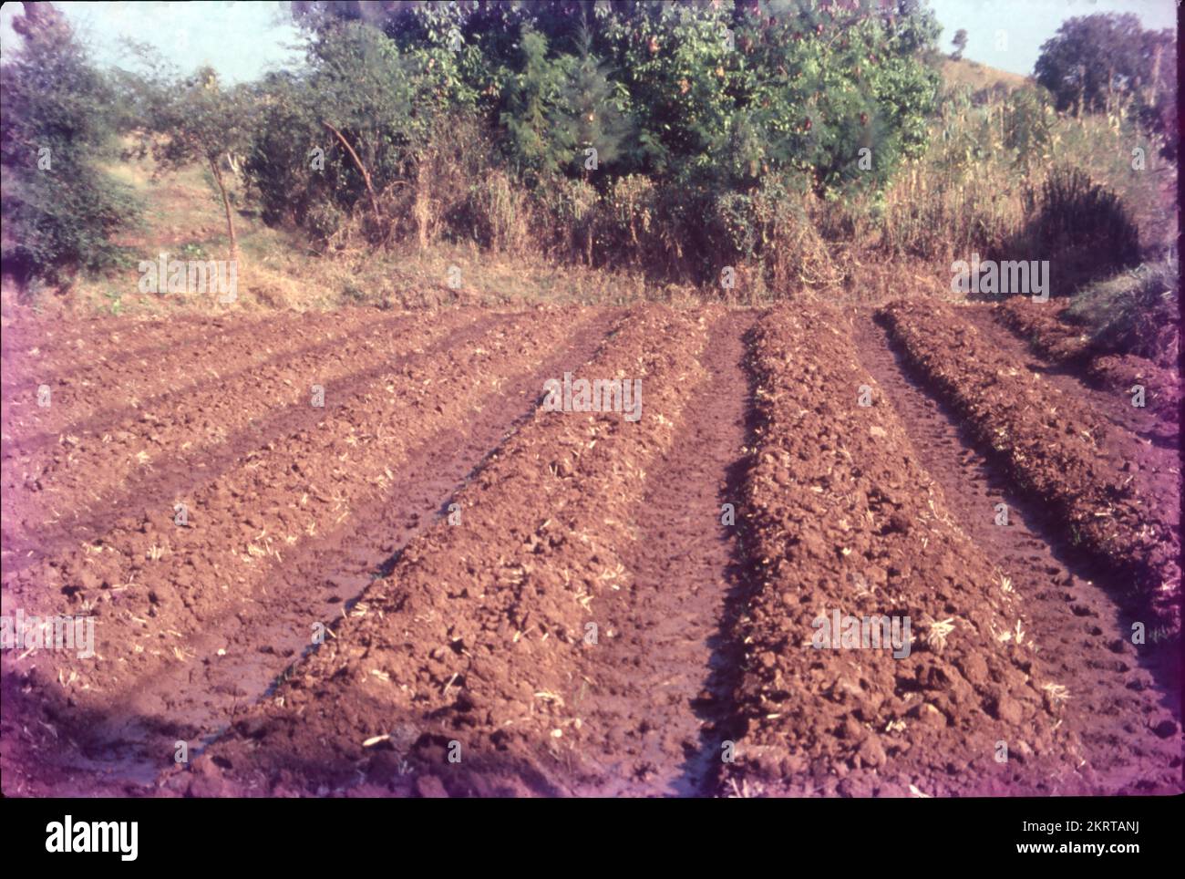Varity of crops hi-res stock photography and images - Alamy