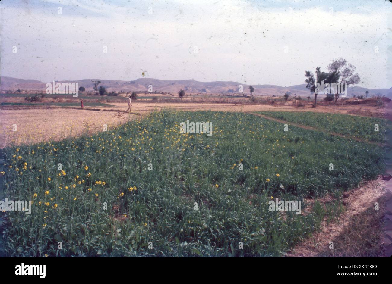 The pigeon pea is a perennial legume from the family Fabaceae native to ...