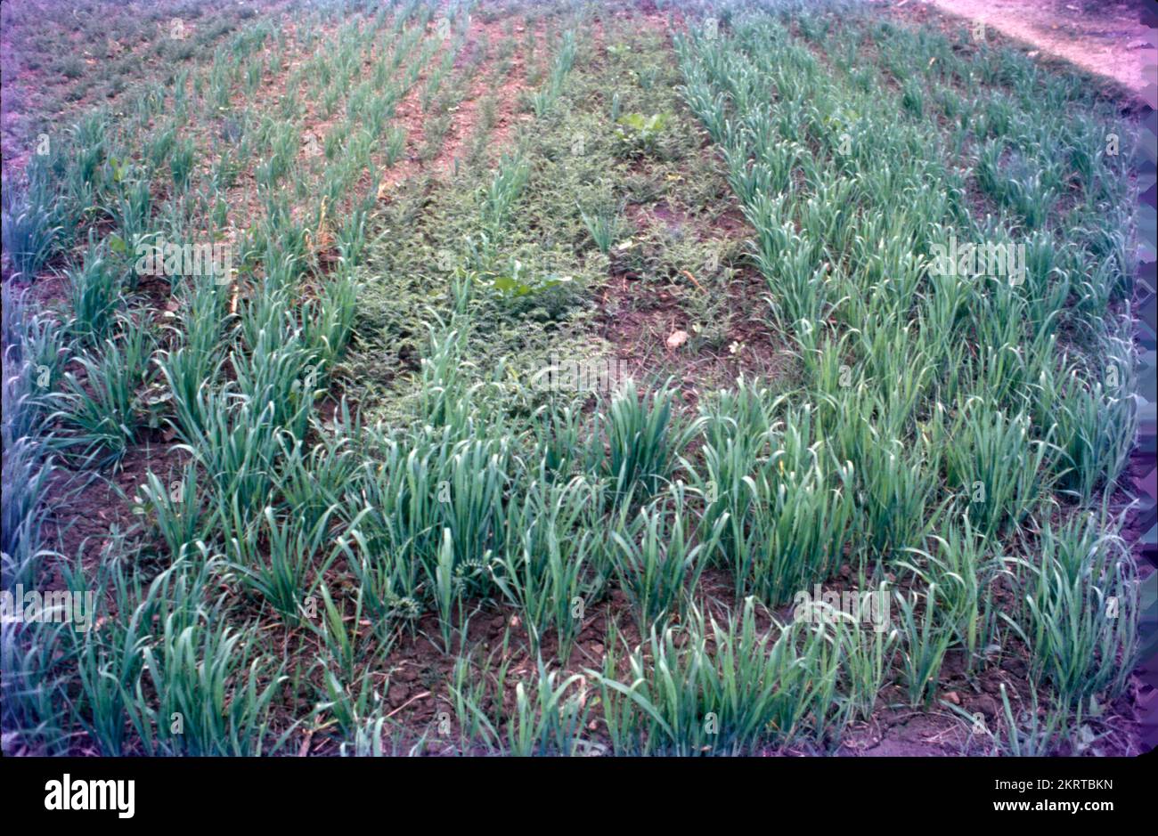 Worldwide major food crop hi-res stock photography and images - Alamy
