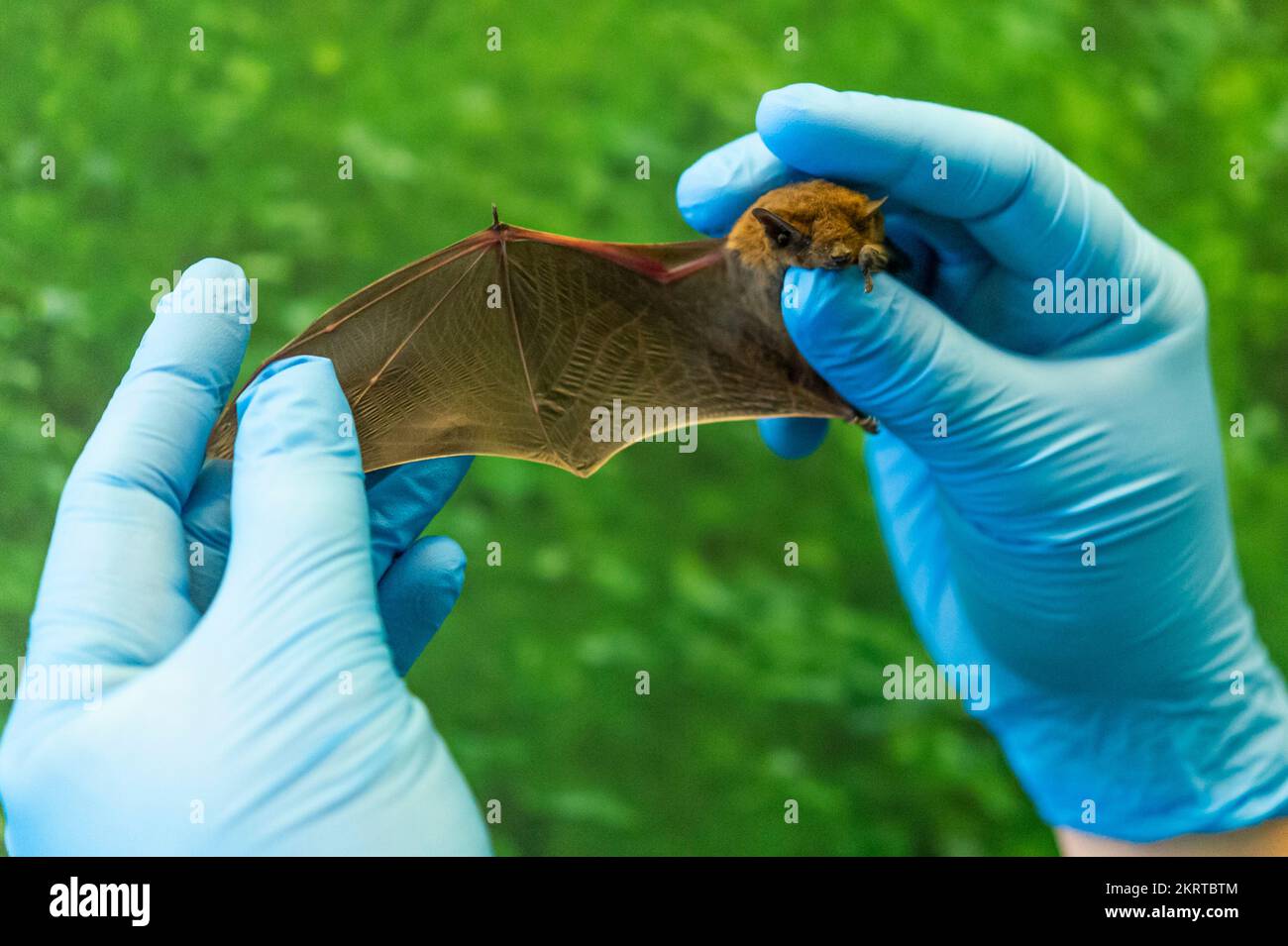 bat: pipistrellus kuhli, alzano lombardo, italy Stock Photo - Alamy