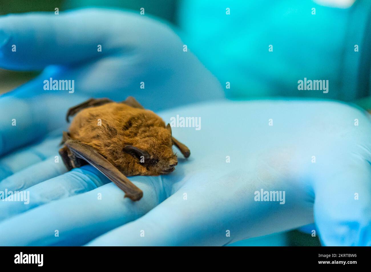 bat: pipistrellus kuhli, alzano lombardo, italy Stock Photo - Alamy