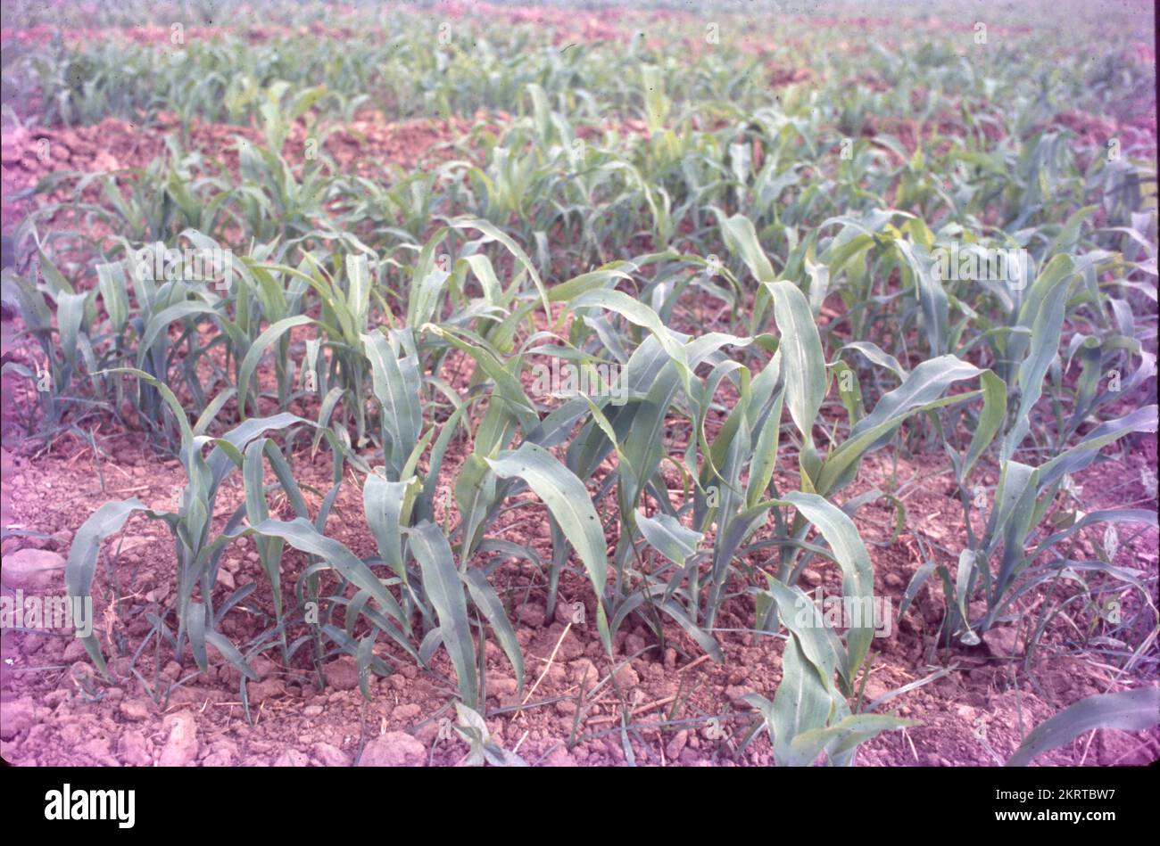 Teosinte grass hi-res stock photography and images - Alamy