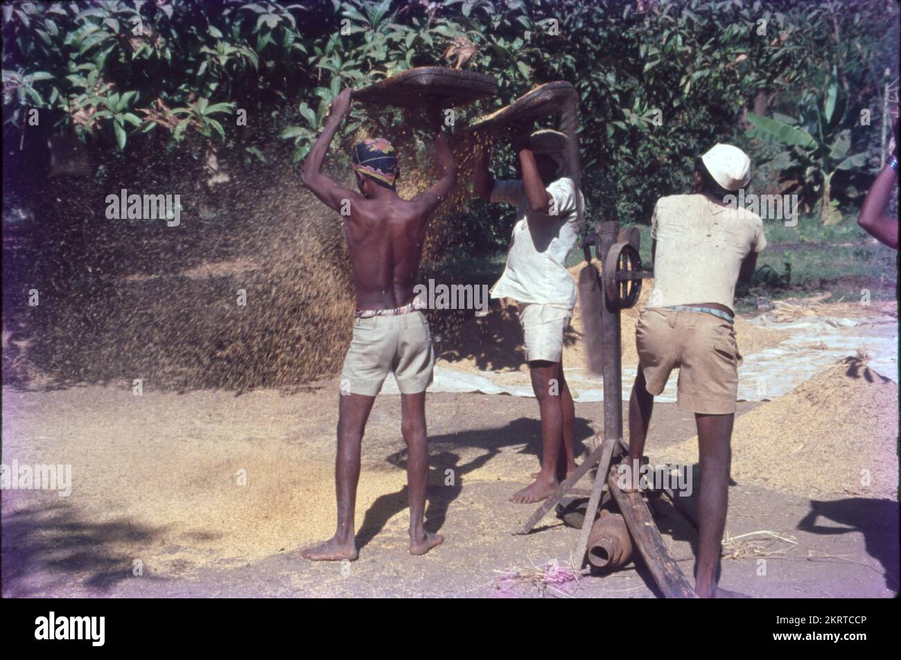The process of removal of husk from the cotyledons is called dehusking ...