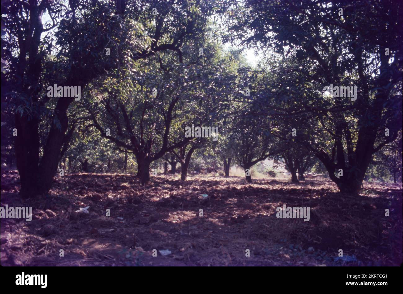 Mangifera indica, commonly known as mango, is a species of flowering ...