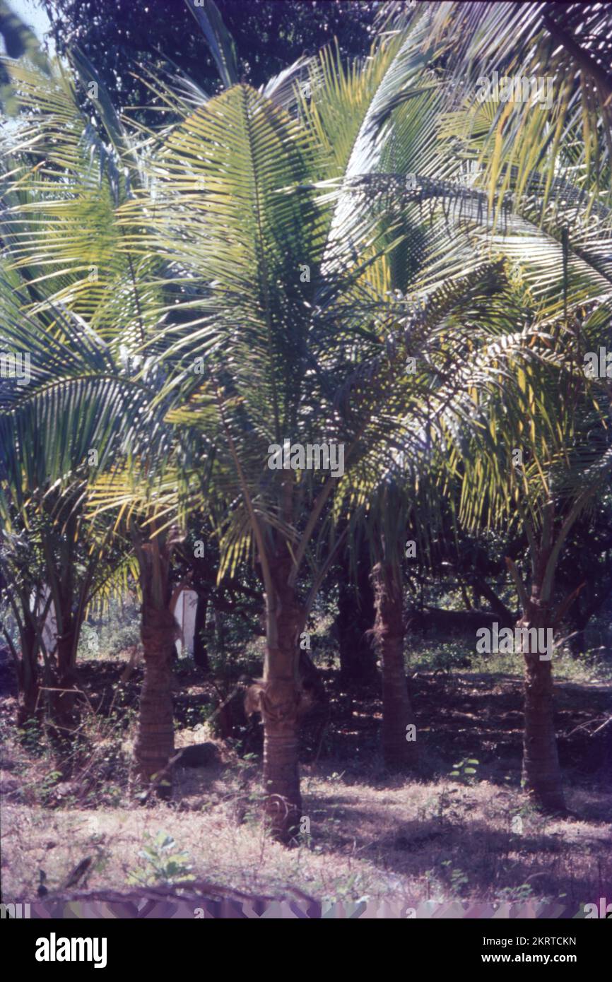 The Palmyrah palm (Borassus flabellifer) is known as Panei in Tamil and ...