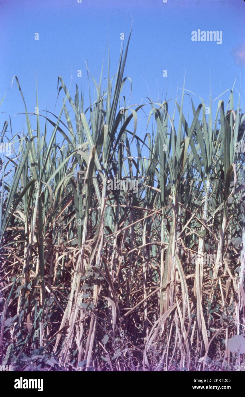 Sugarcane or sugar cane is a species of tall, perennial grass that is ...
