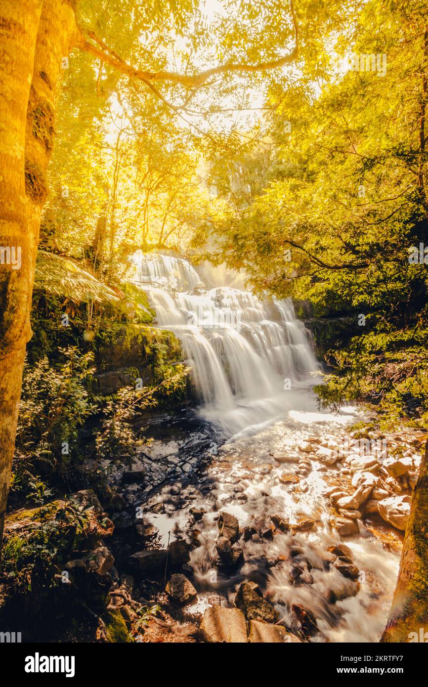 Colourful rainforest landscape on a gold jungle with rocky river ...