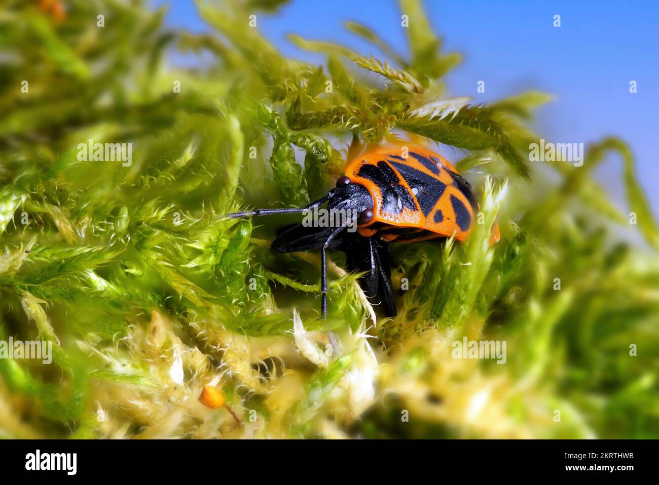 Wangenplatte hi-res stock photography and images - Alamy