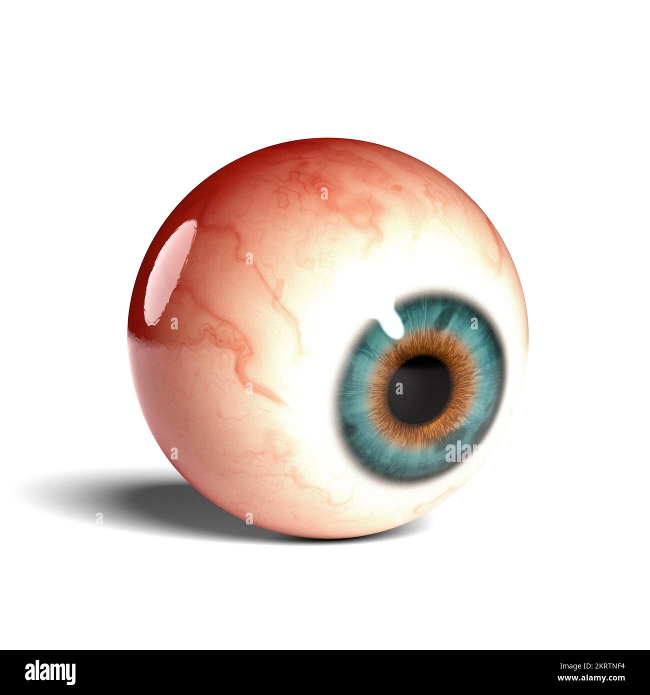 Side view of realistic human eyeball isolated on wihte background, 3D ...