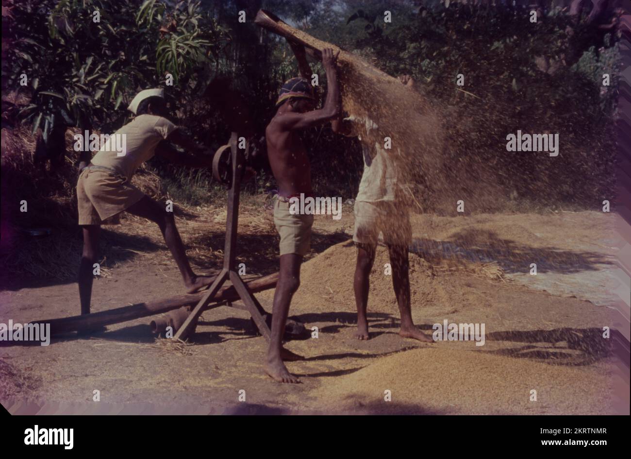 The process of removal of husk from the cotyledons is called dehusking ...