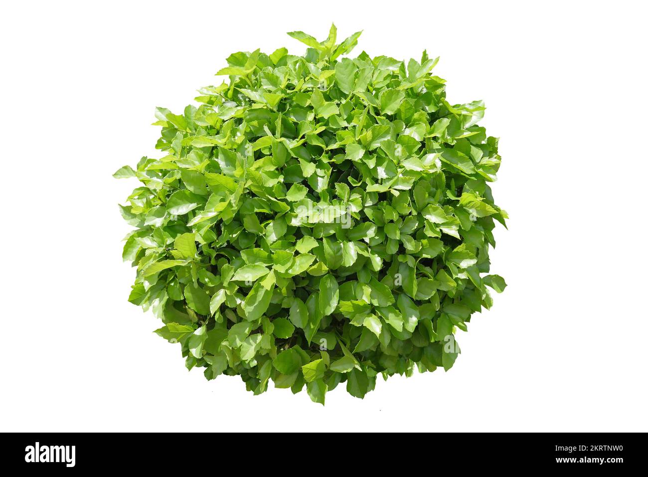 green bush isolated on white background Stock Photo - Alamy