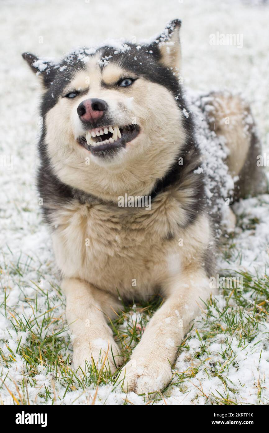 Snarling Husky