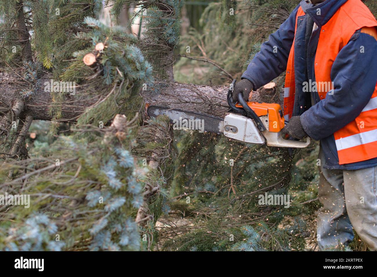 a man sawing a tree with a chainsaw. removes forest plantations from ...