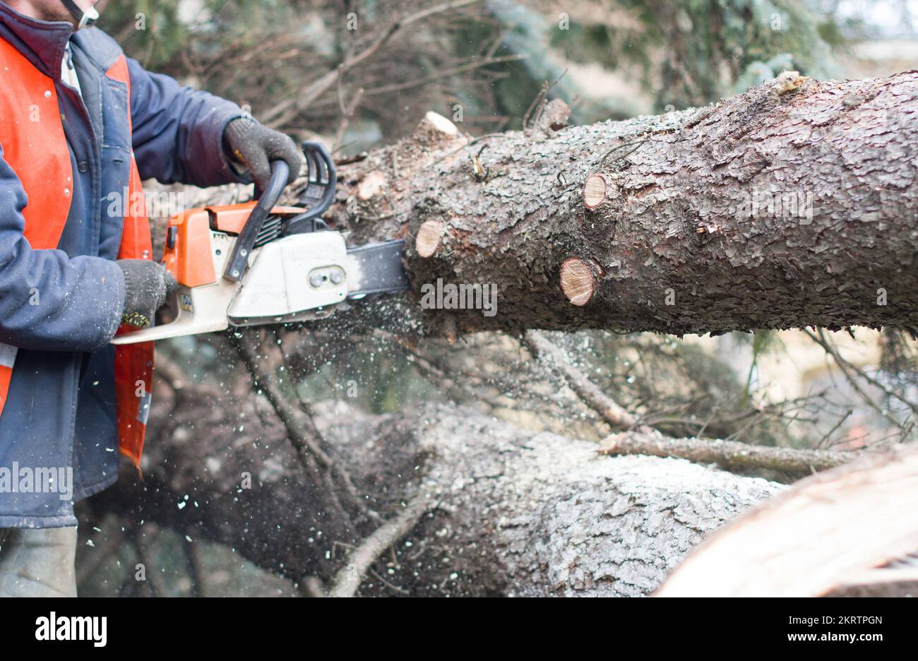 a man sawing a tree with a chainsaw. removes forest plantations from ...