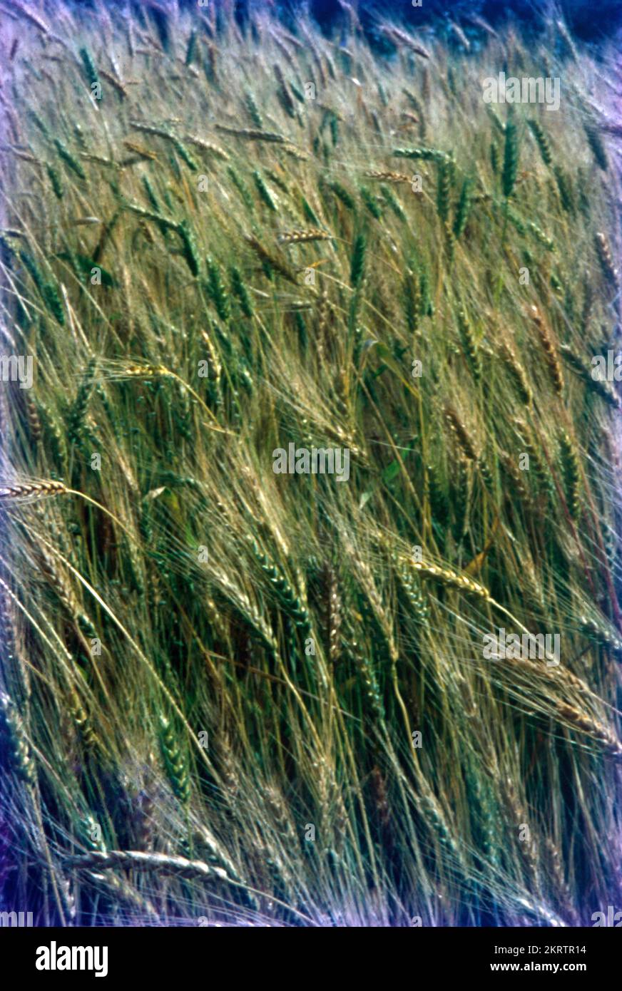 Wheat is a grass widely cultivated for its seed, a cereal grain that is ...