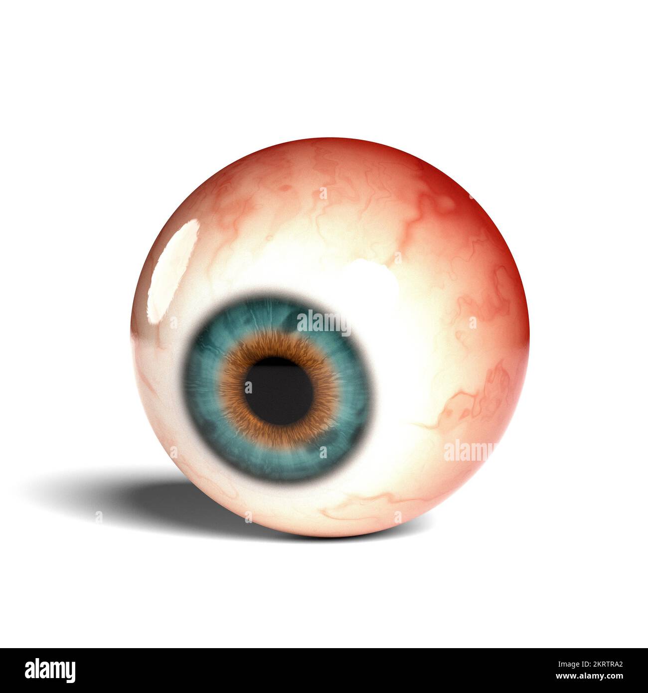 Side view of realistic human eyeball isolated on wihte background, 3D ...
