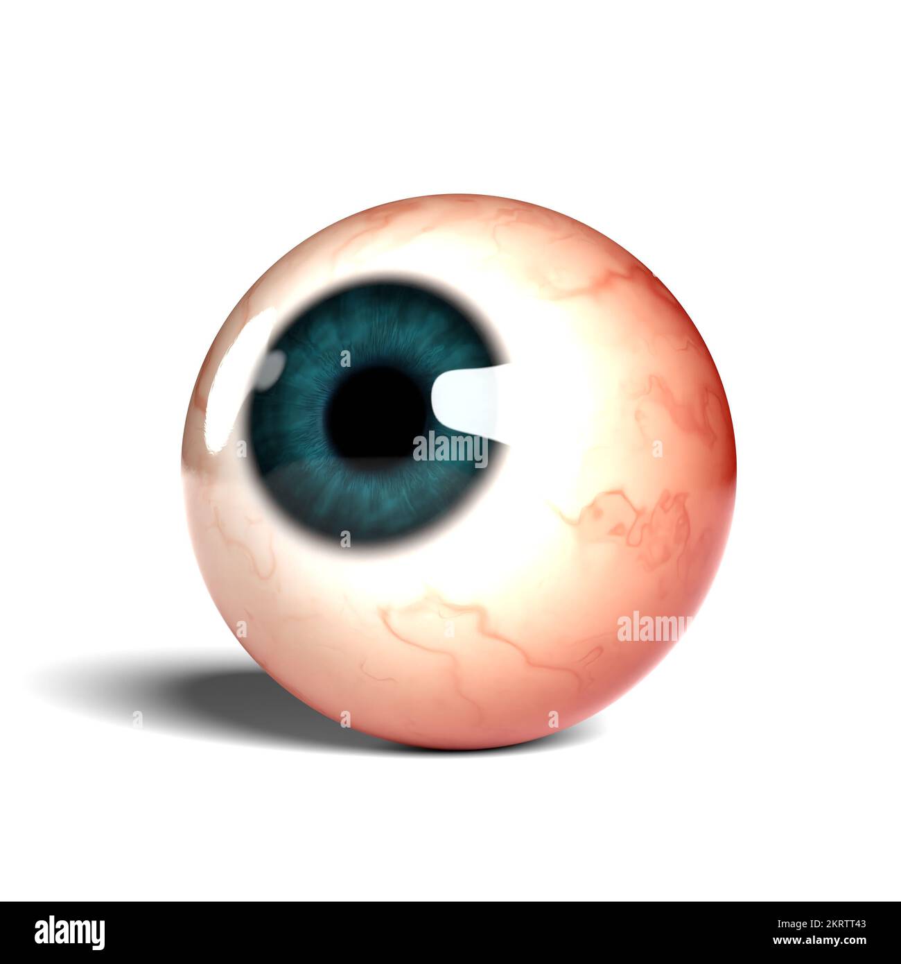 Side view of realistic human eyeball isolated on wihte background, 3D ...