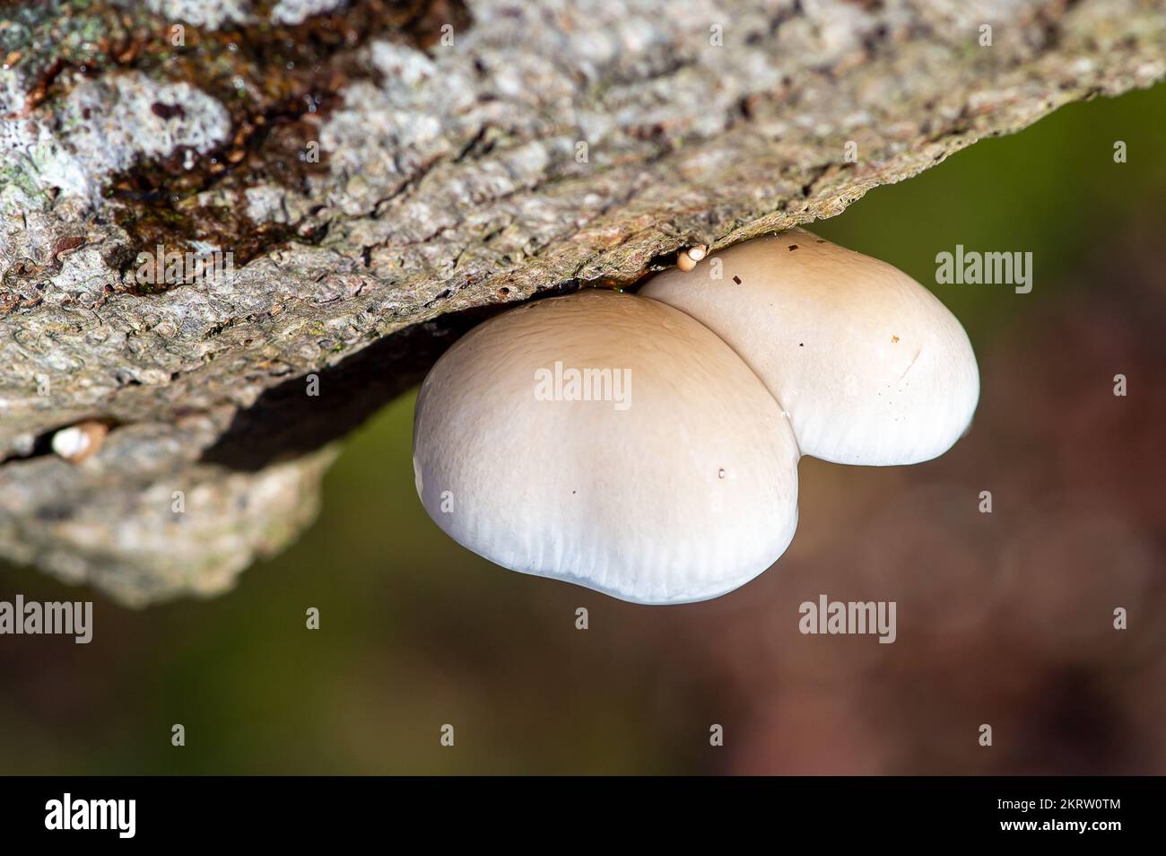 Farnham Common, UK. 28th November, 2022. Oudemansiella mucida ...