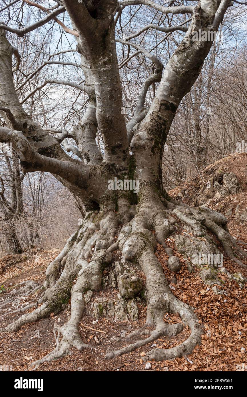 Pertus hi-res stock photography and images - Alamy