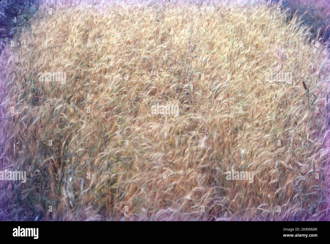 Worldwide major food crop hi-res stock photography and images - Alamy