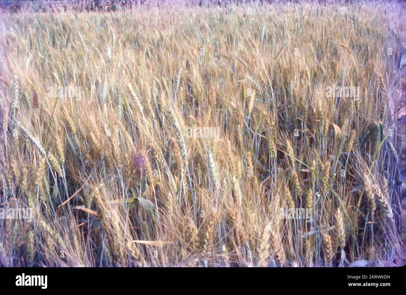 Panjab wheat hi-res stock photography and images - Alamy