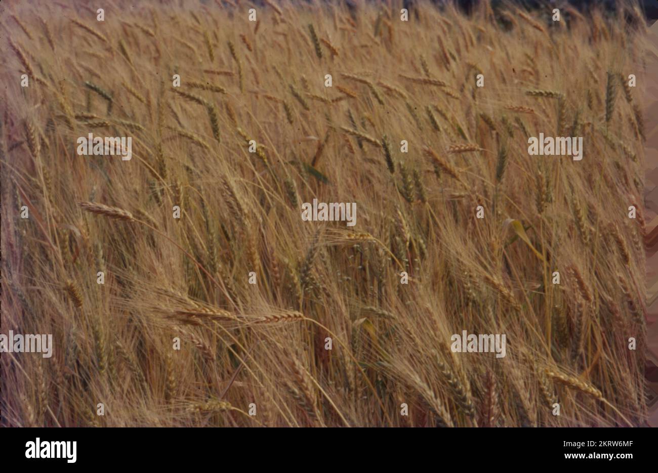 Staple food of gujarat hi-res stock photography and images - Alamy