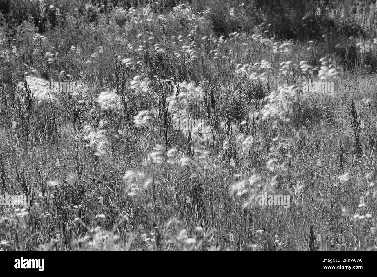 Sunny field of wild grasses growing in the meadow in a black and white ...