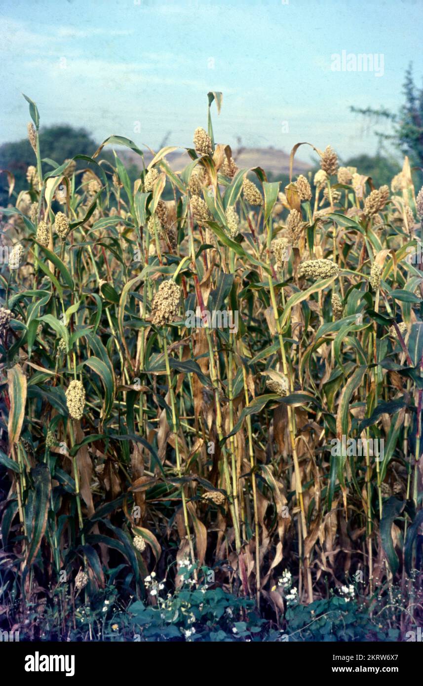 Jowar is commonly called by various names across India- jwaarie, jowar ...