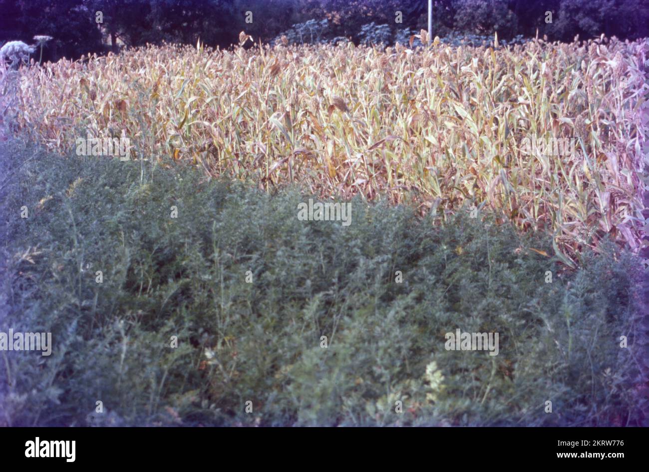 Jowar is commonly called by various names across India- jwaarie, jowar ...