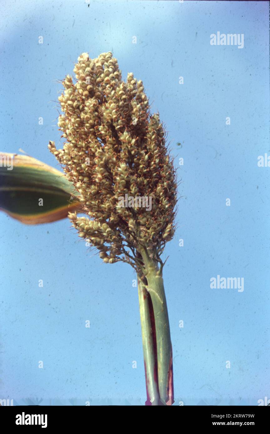 Jowar is commonly called by various names across India- jwaarie, jowar ...