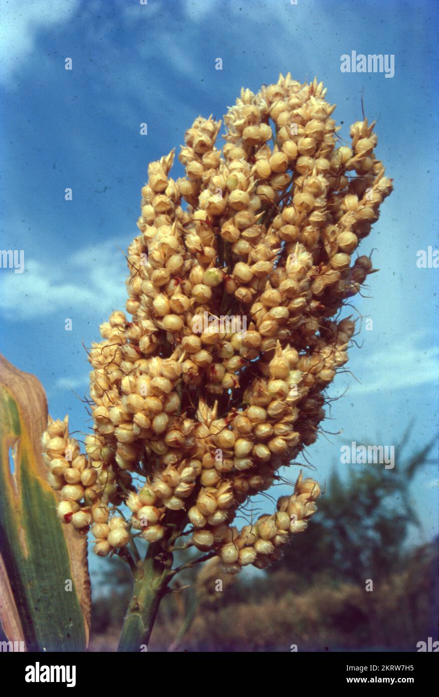 Jowar is commonly called by various names across India- jwaarie, jowar ...